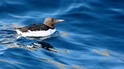 San Francisco Photo Blog - Cool Views from SF Bay Digital Images ...