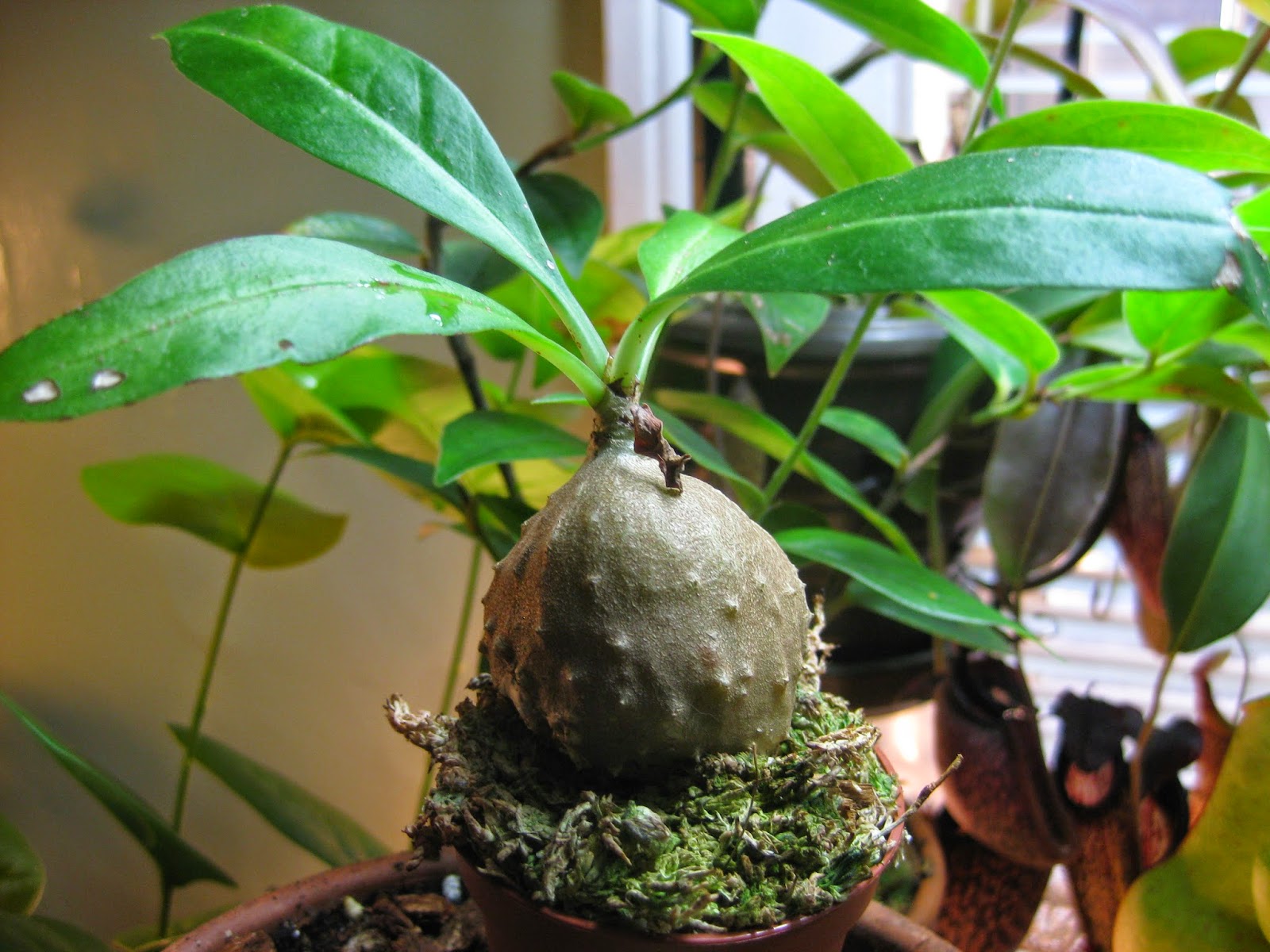 phytophile: Ants in your plants