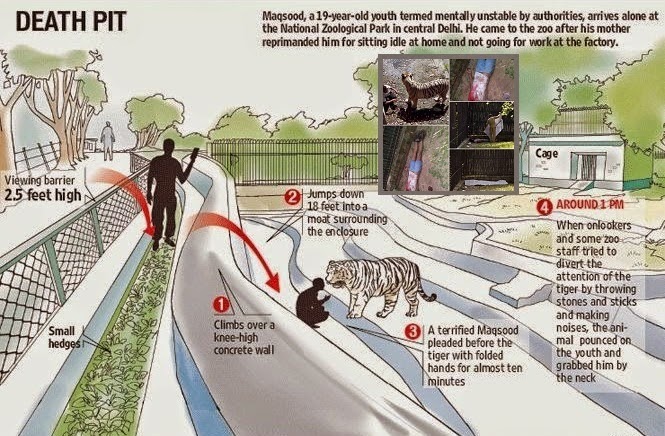 ZZZ News & Story: The story behind the deadly tiger attack at the Delhi Zoo