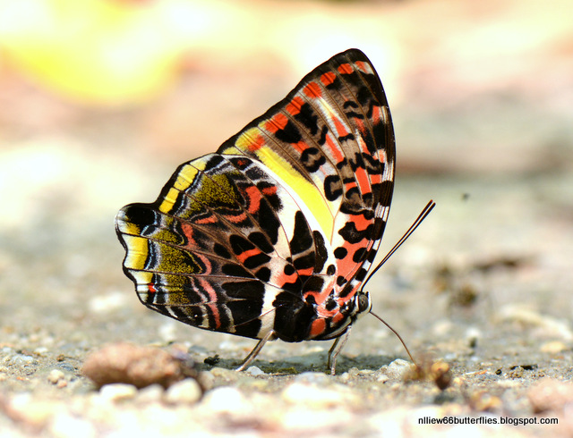 The Forested Path (and Beyond): BUTTERFLIES of RAUB: The Glorious Begum ...