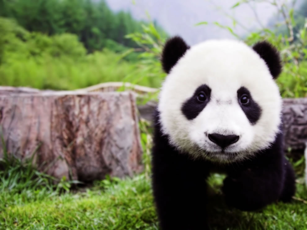 Alam Mengembang Jadi Guru: Giant Panda di Sichuan, China