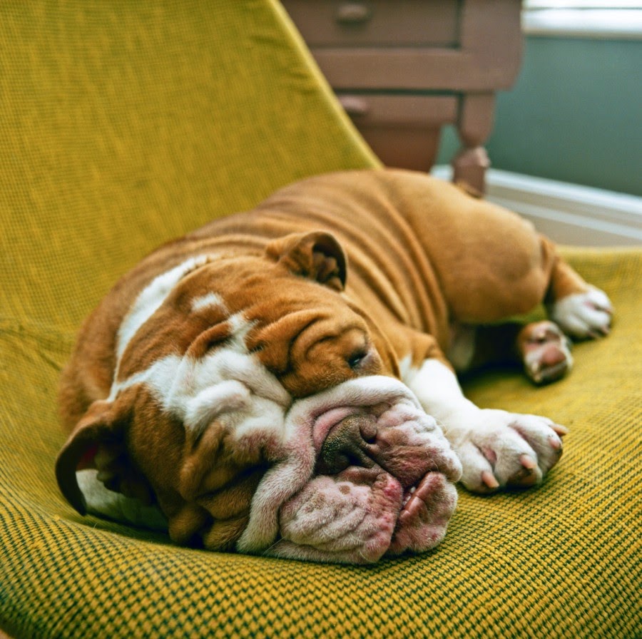 18 Of the Most Adorable Wrinkled Dogs | The Stuff Makes Me Happy