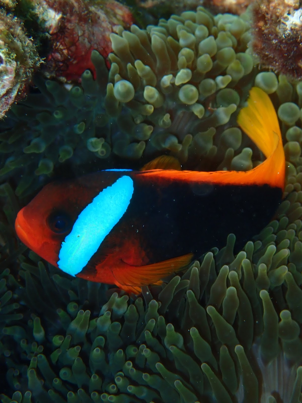 Australia- Great Barrier Reef- Flynn Reef