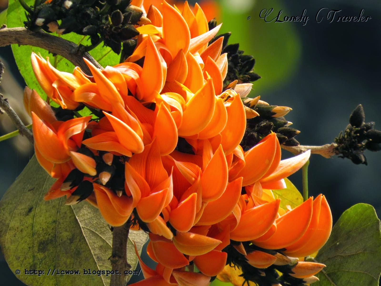 Flame of the Forest - Butea monosperma