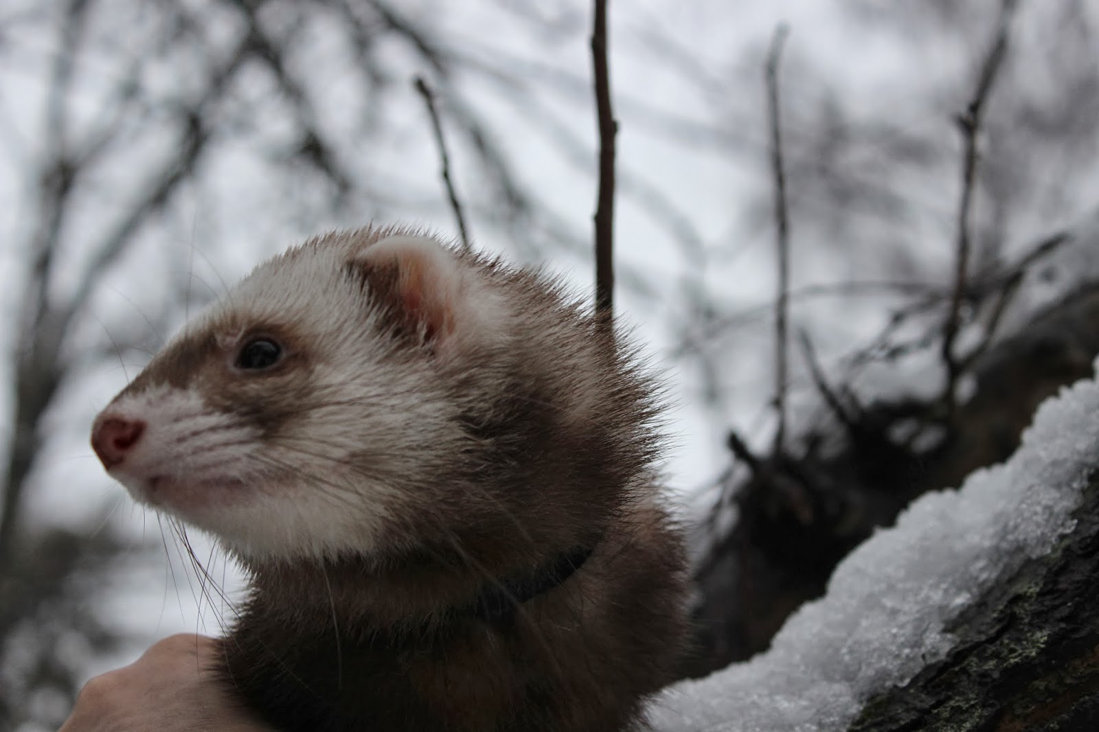 Viimeiset lumiset kuvat | Taskuvarkaani frettiblogi