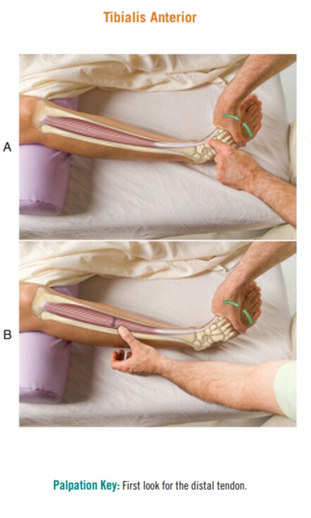 Physiotherapy: PALPATION TECHNIQUES AND TRIGGER POINTS OF SOME ...