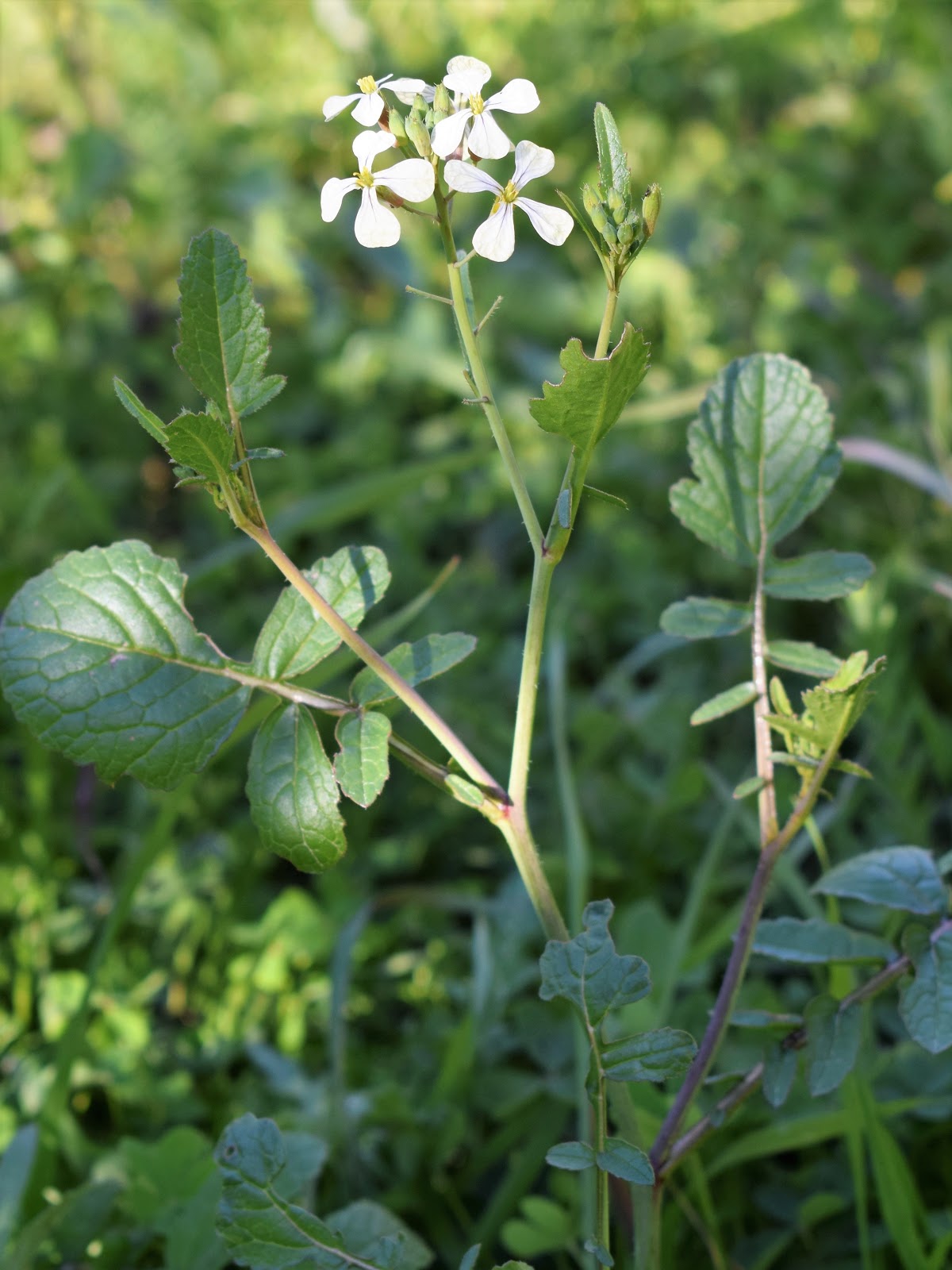 Plantas: Beleza e Diversidade: Saramago (Raphanus raphanistrum subsp ...