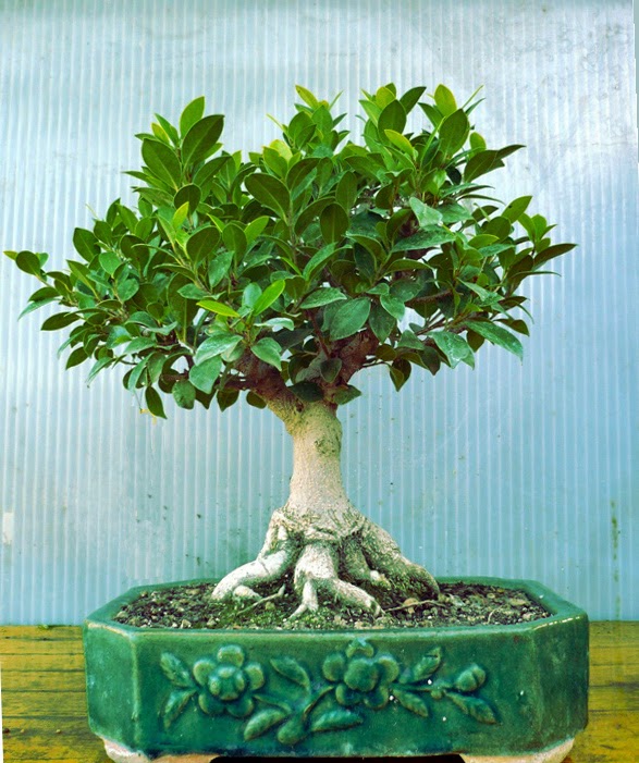 Evoluzione Bonsai : FORUM BONSAI LODI - TONYZ - BONSAI DI FICUS RETUSA ...