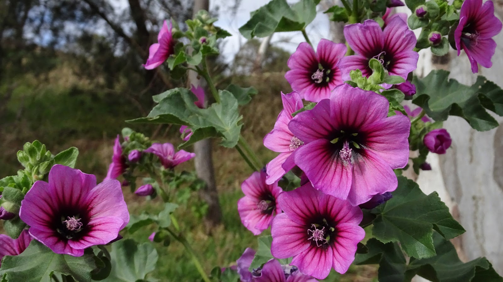 MAP: MELBOURNE WEEDS 9 - TREE MALLOW