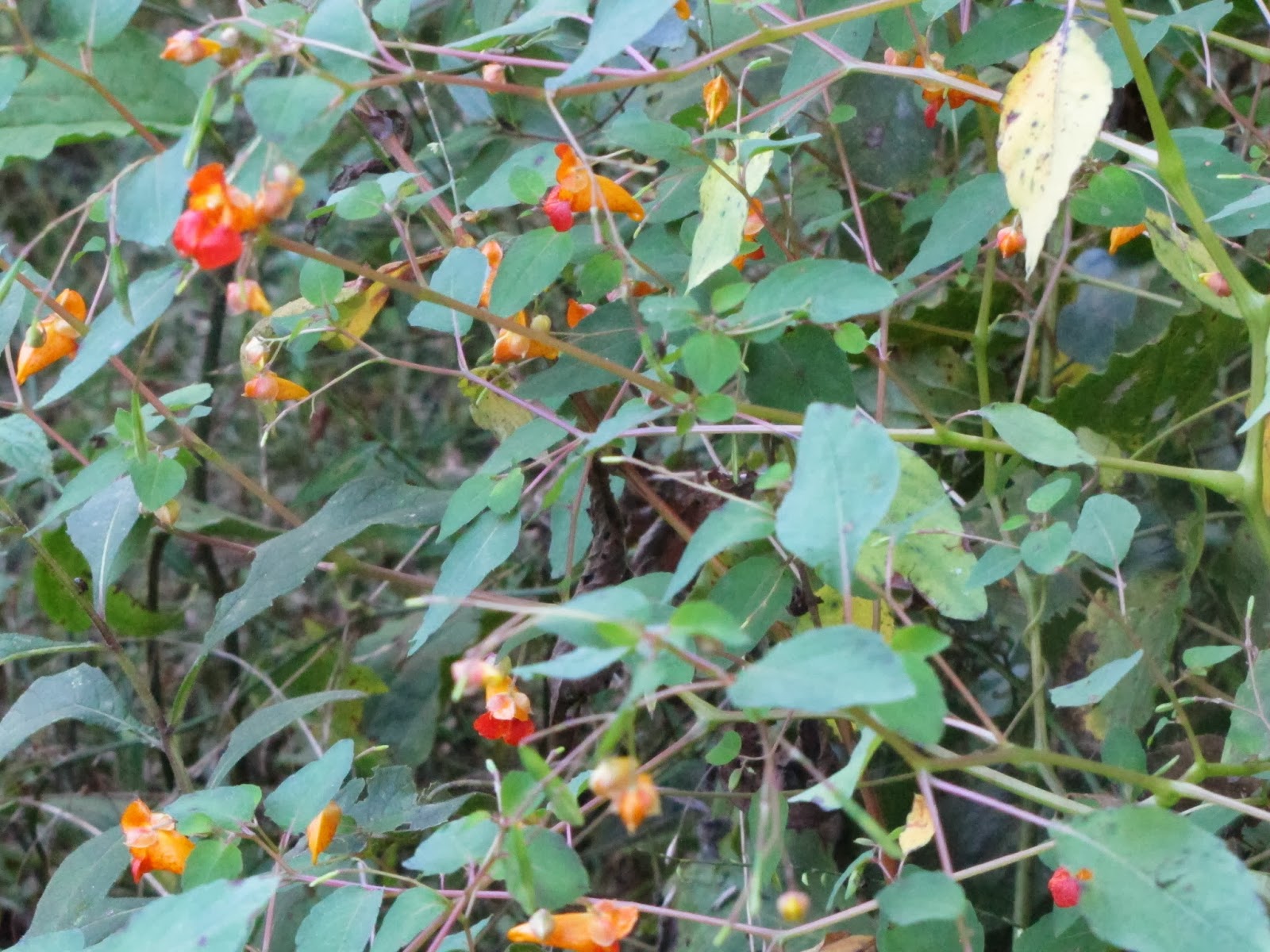 Jewelweed and Hummingbirds