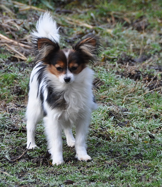 Road's End Papillons : 6 Months old Papillon