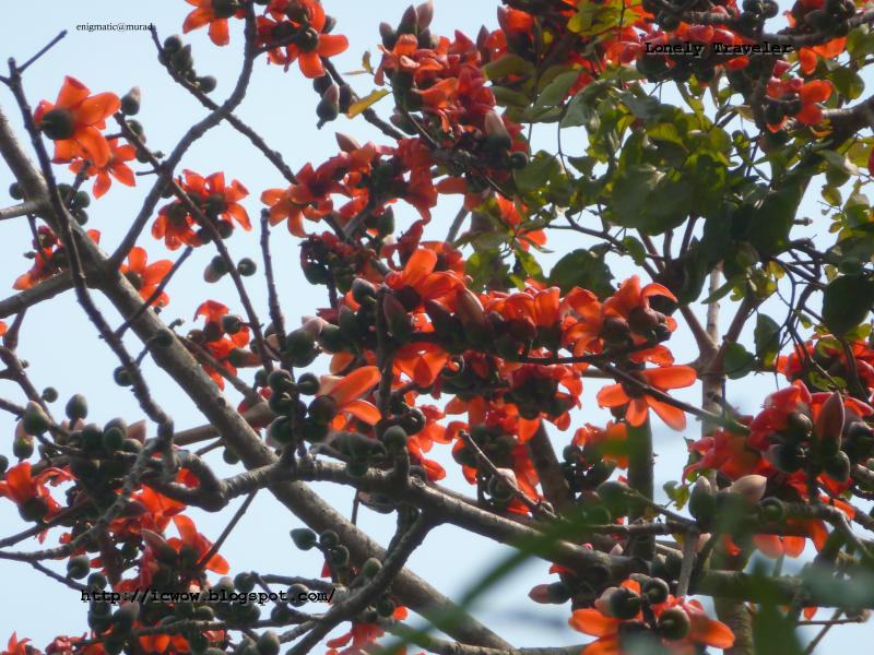 Shimul Ful(শিমুল ফুল) - Bombax ceiba