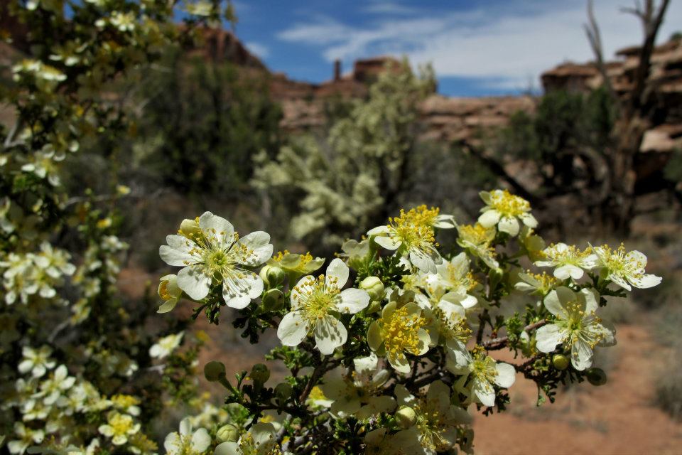 Red Rock Adventures: Camel Toe Rappel