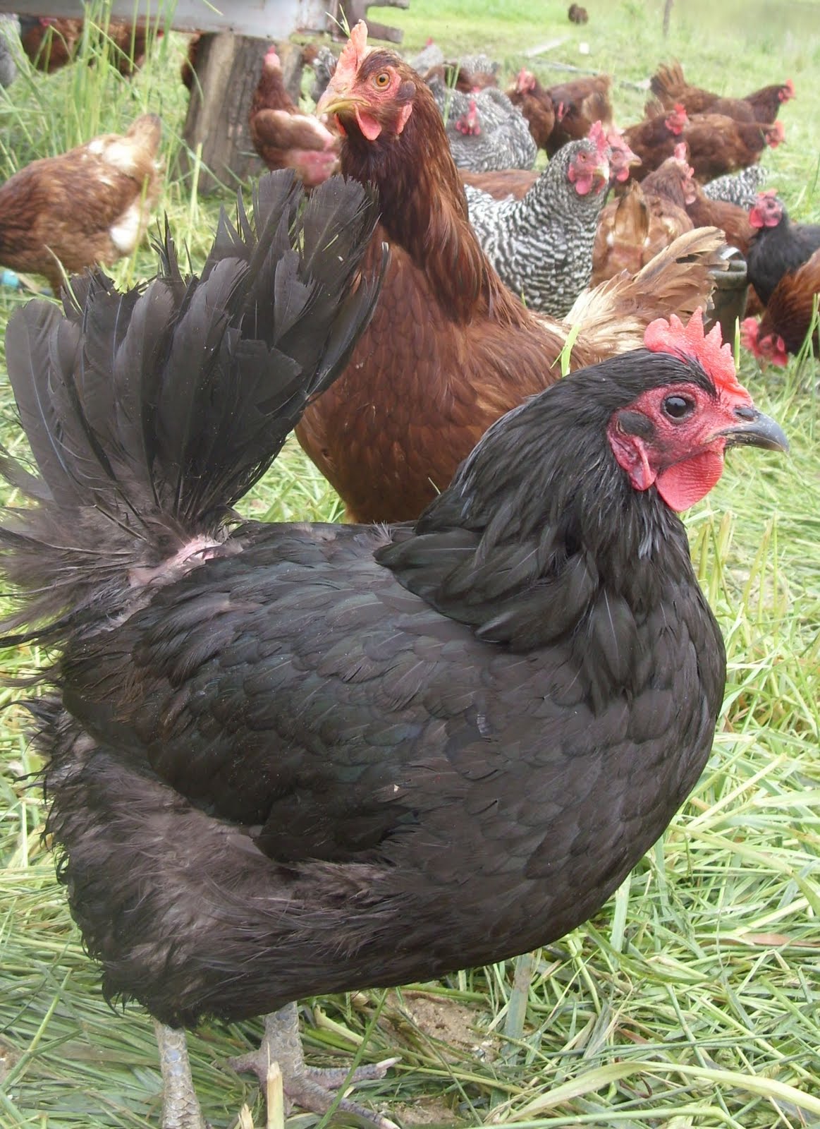 Creative Time: Pastured, Beyond Organic at Polyface Farms