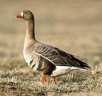 ...che mondo buCANEve...!: Animali e pensiero magico - Il cigno, l'oca