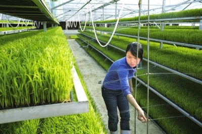 Dim Sums: Rural China Economics and Policy: Subsidizing Factory-Style ...