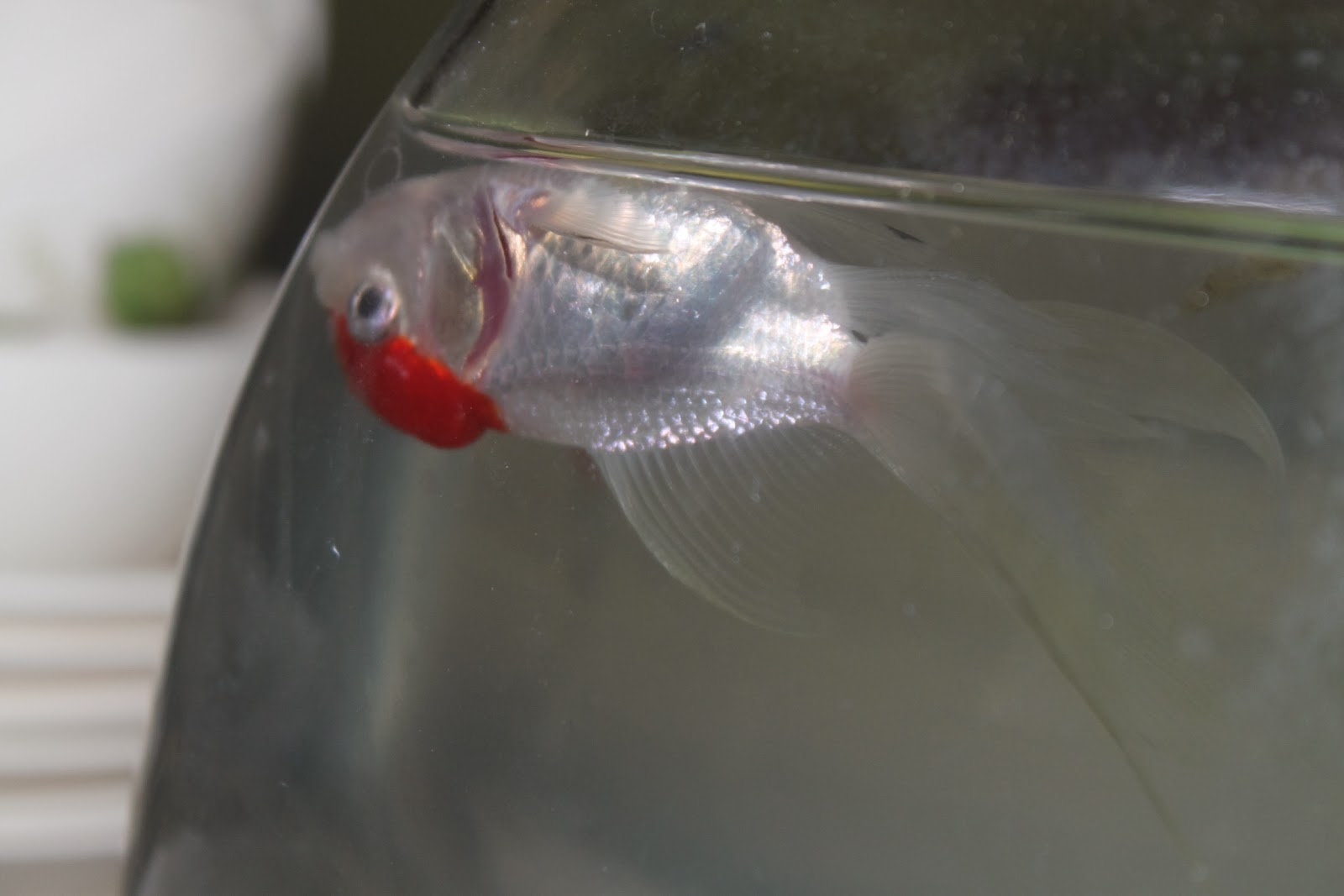 Groovydulcet: Moods and Musings: A Memorial to Zach's Funny-Craaaaazy ...