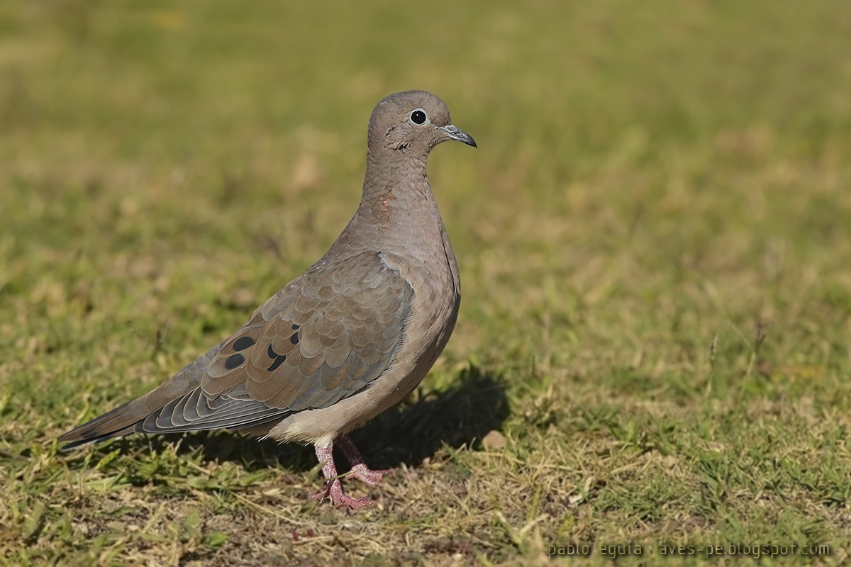 mis fotos de aves: Zenaida auriculata Torcaza Común Eared Dove