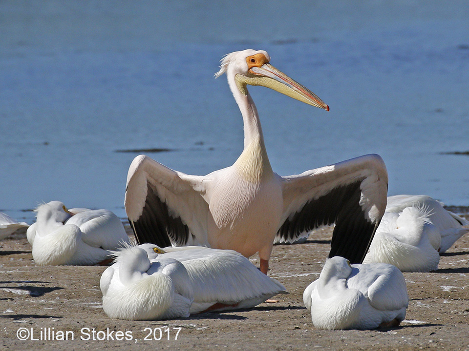 STOKES BIRDING BLOG: Mega Rare Great White Pelican More Photos
