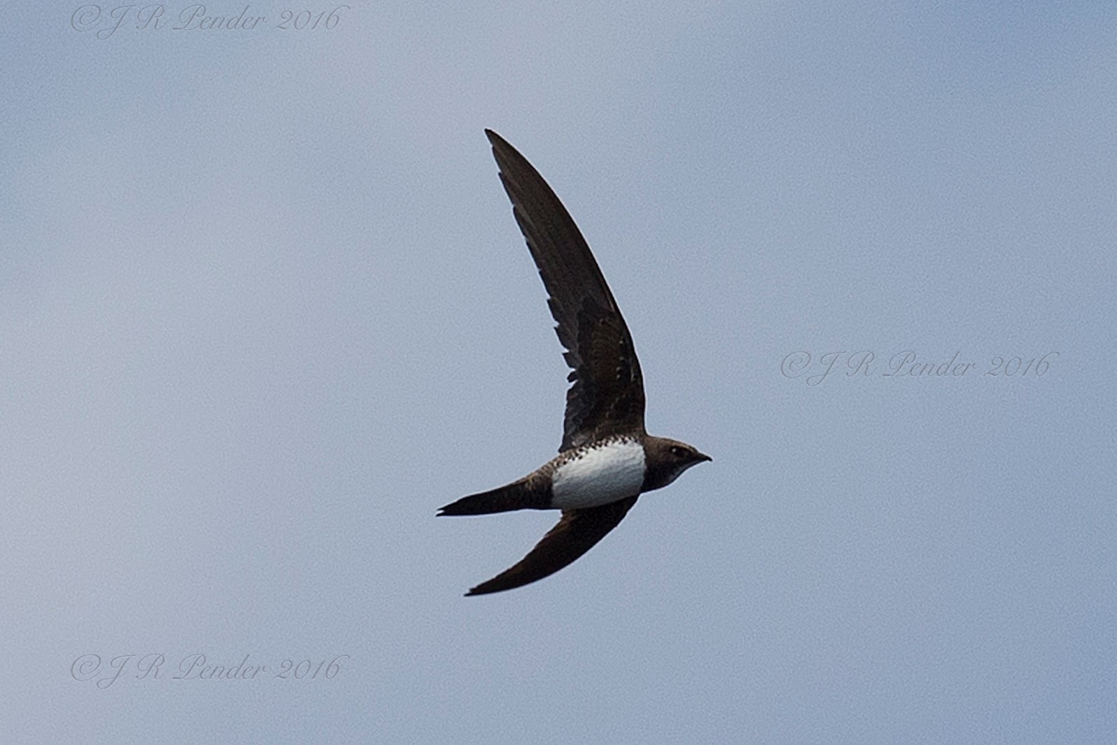 Joe Pender Wildlife Photography: Alpine Swift