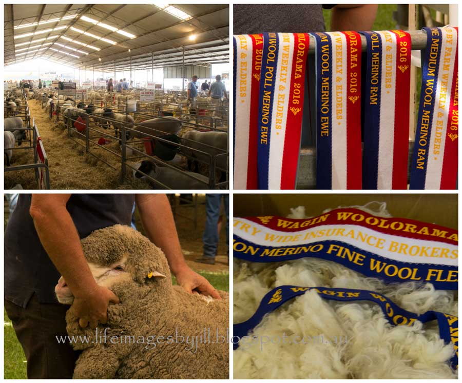 Life Images by Jill: From paddock to city