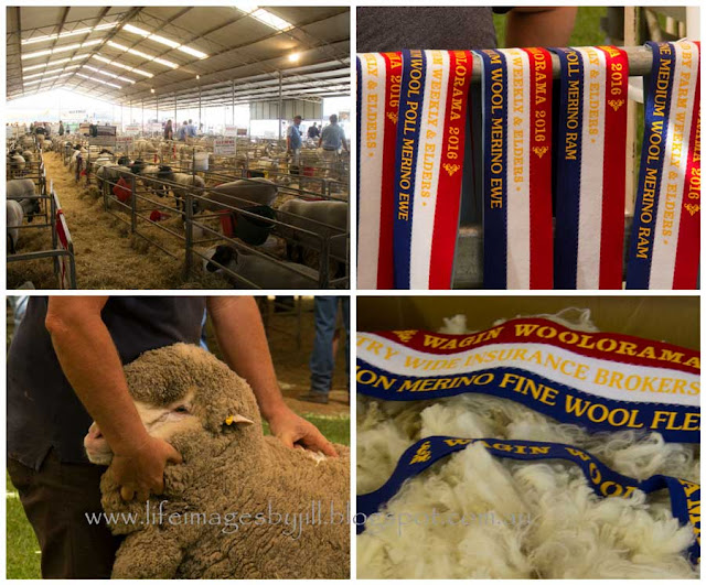 Life Images by Jill: From paddock to city