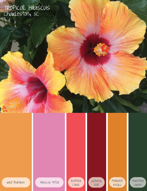 Color Cues: Tropical Hibiscus