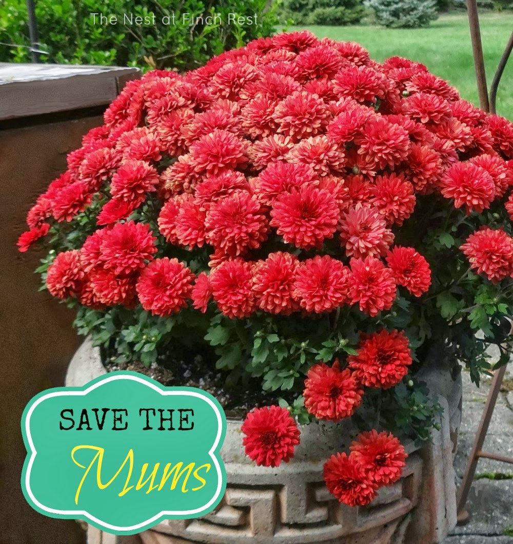 The Nest at Finch Rest: Mums The Word!