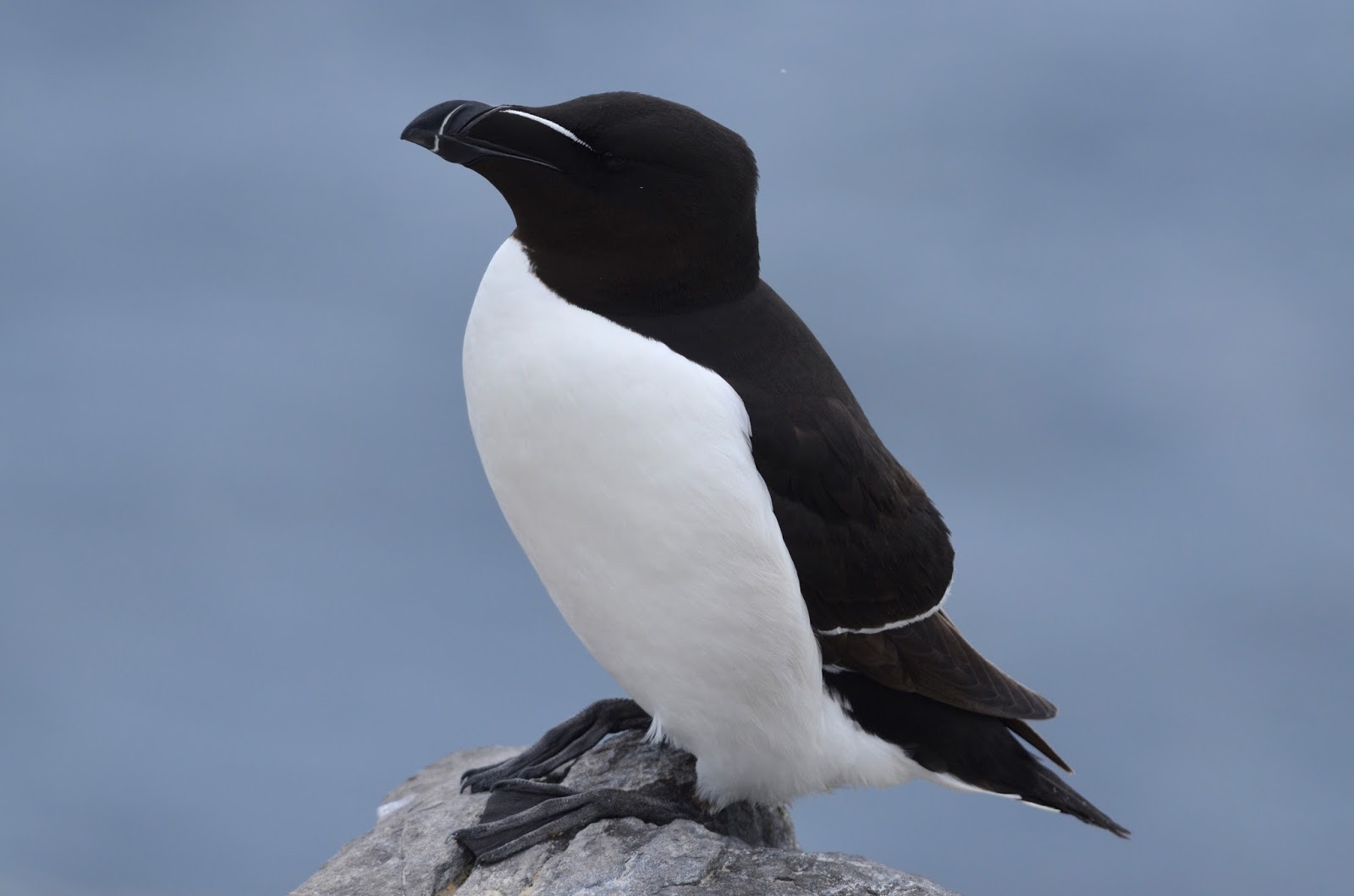 The Early Birder: Northumberland Razorbills