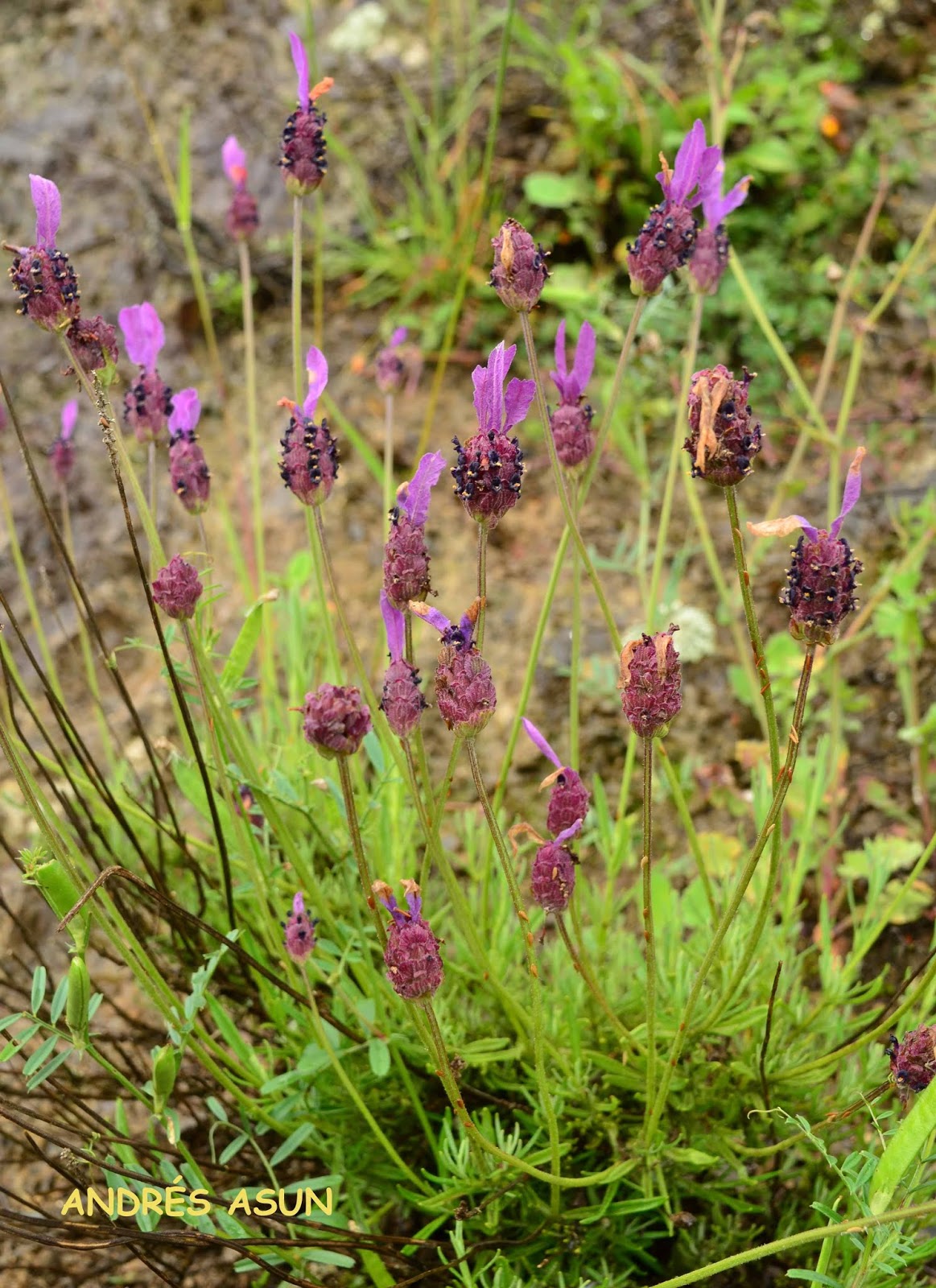 Flores silvestres de la Cordillera Cantábrica: LABIADAS - Labiatae