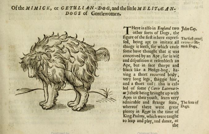 The Pet Museum: the lives times art and history of our pets: the mimic dog
