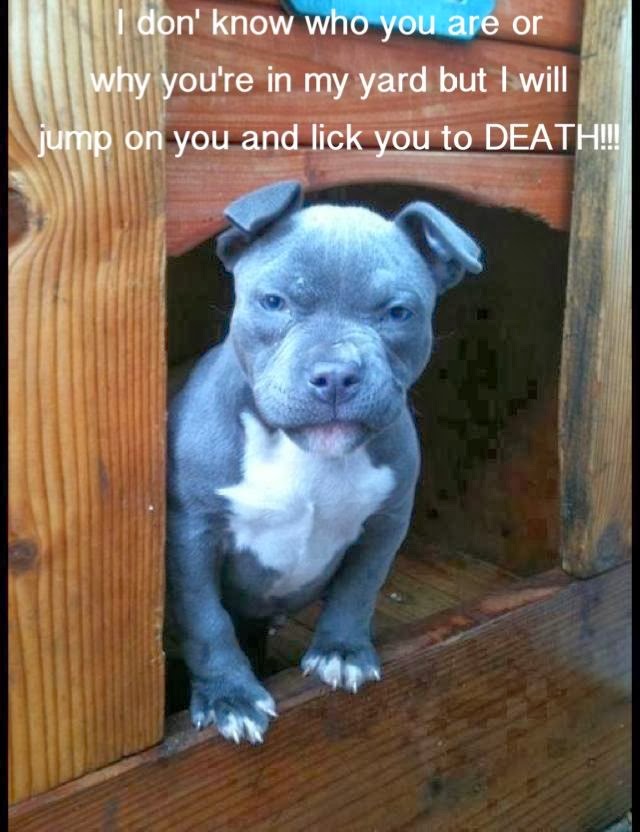 Pit Nutter Circus: Grumpy Puppy