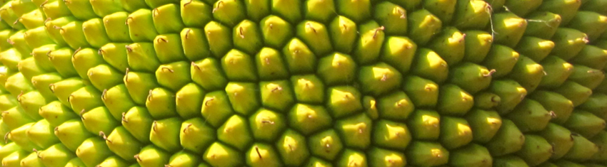 Flavors of Brazil: FRUITS OF BRAZIL - Jackfruit (Jaca)