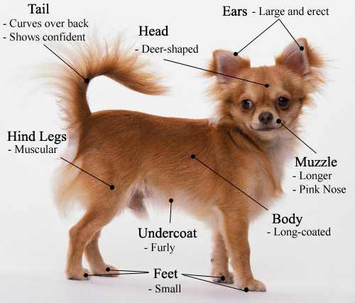 Do Chihuahuas Tails Curl