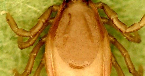 Variety of Life: Ixodidae