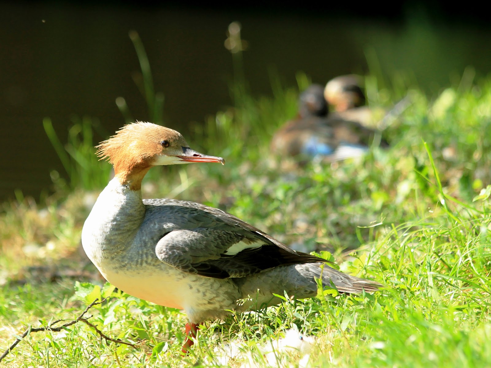 Przyrodnicze obserwacje : Otwarte wycieczki Ornitologiczne..., EDP (43)