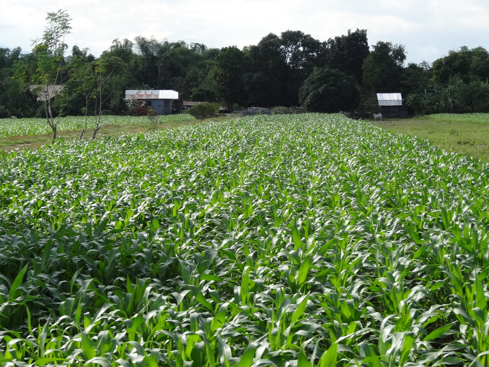 Kent & Kathy Philippines Mission: Farm Country