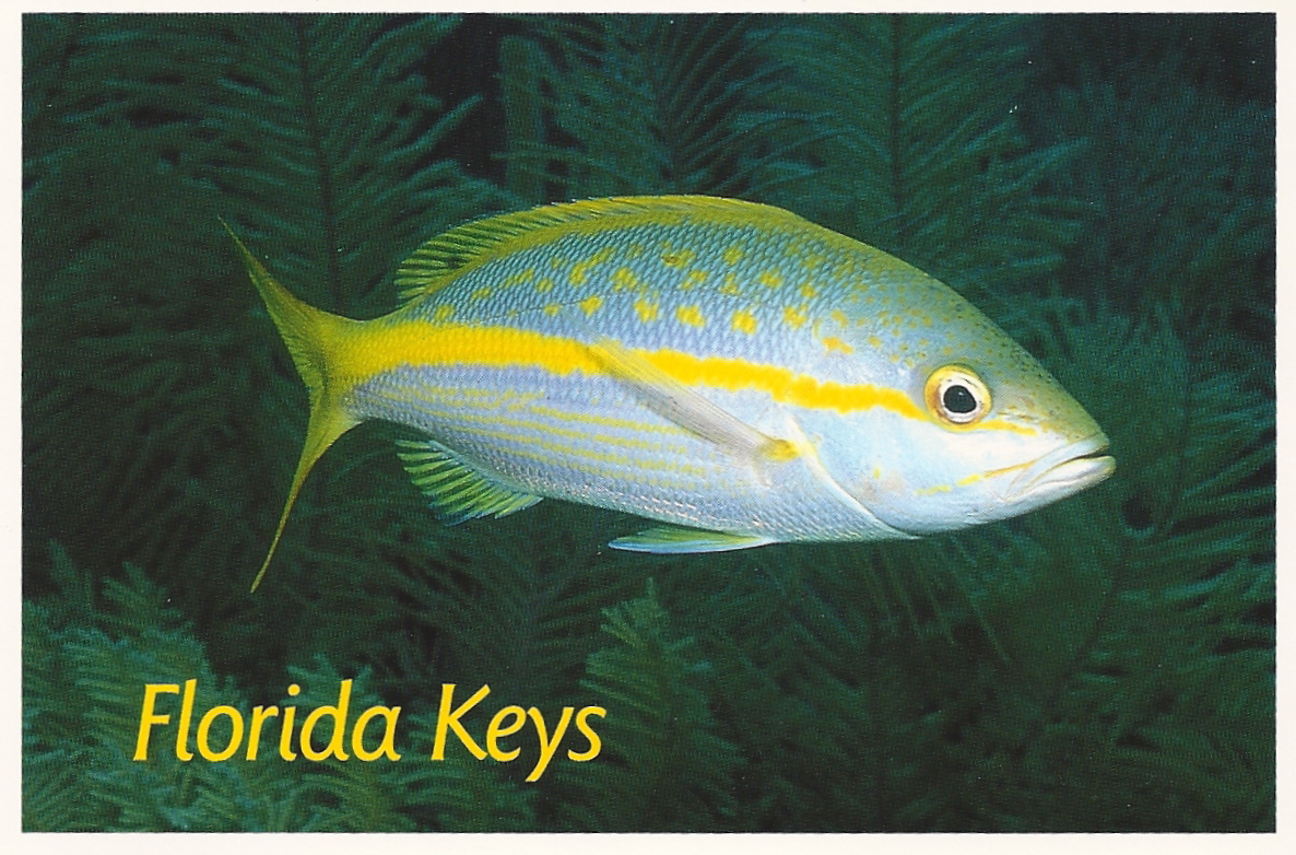 My Favorite Animal Postcards: Yellowtail Snapper from the Florida Keys