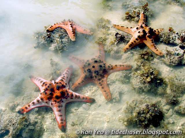 tHE tiDE cHAsER: Sea Stars (Phylum Echinodermata: Class Asteroidea) of ...