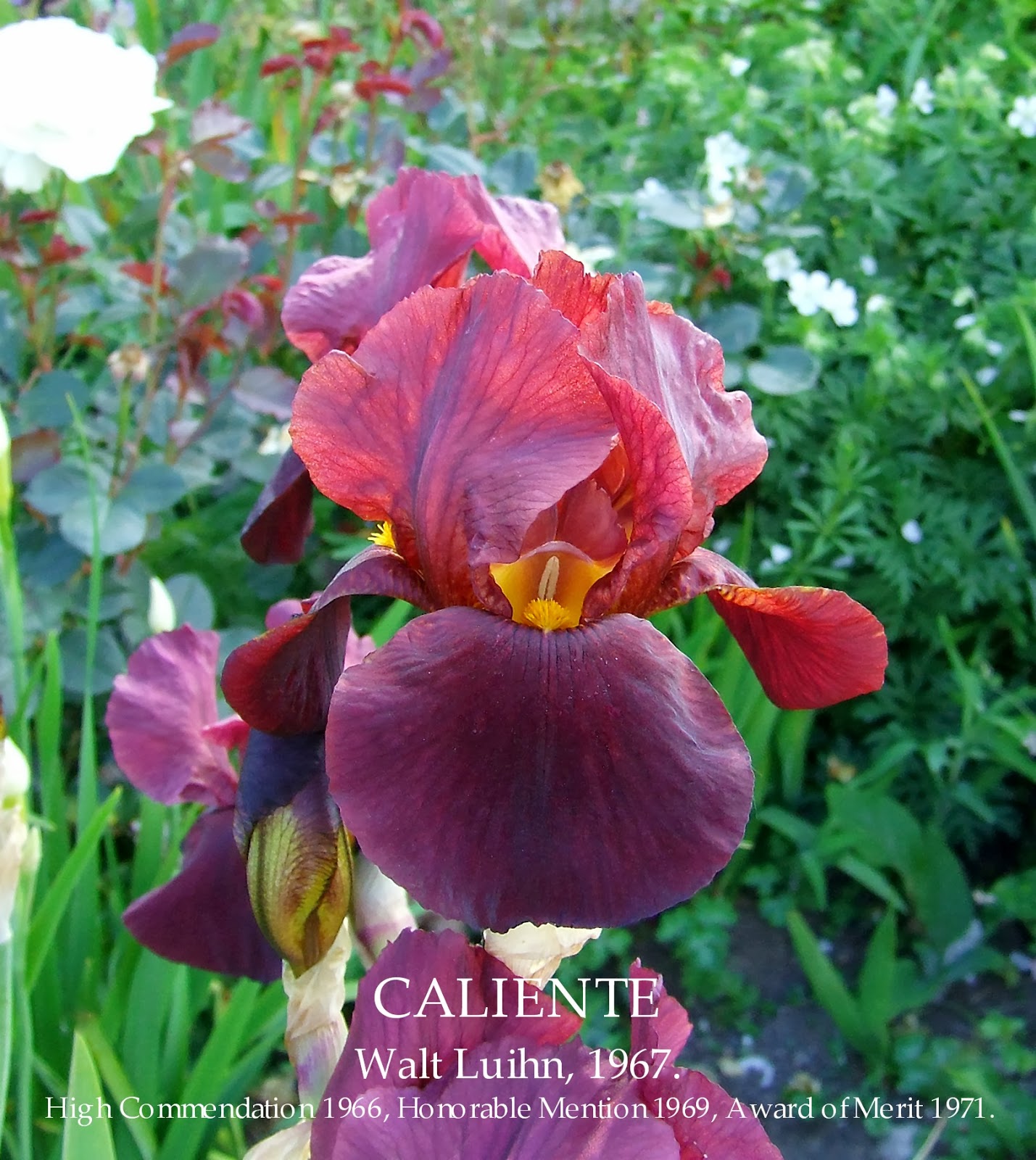 Tall Bearded Iris CALIENTE ~ HERITAGE IRISES