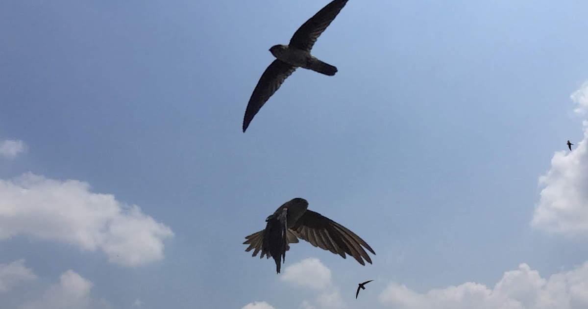 អំពីសត្វត្រចៀកកាំ - South East Asia Swiftlet Farming