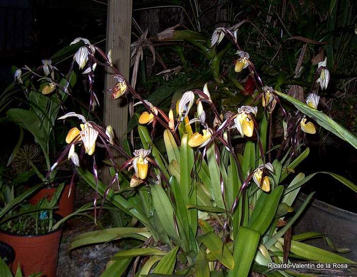Ricardo's Blog, : Paphiopedilum philippinense [Rchb.f]Stein 1892 ...