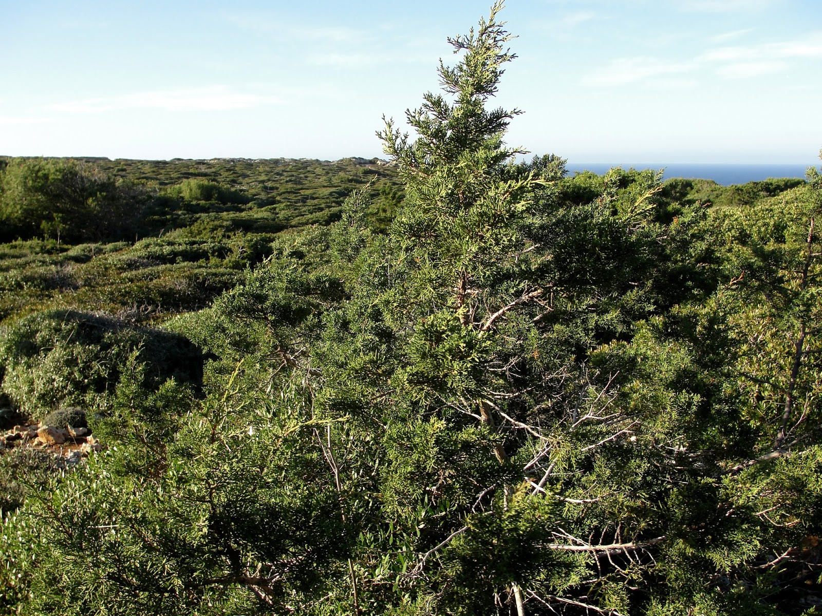 imatges de menorca: SAVINA - SIVINA (Juniperus phoenicea L. subsp ...