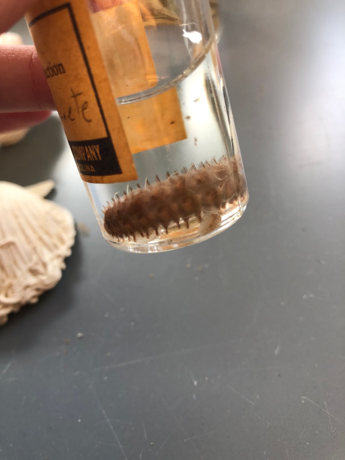 Annelid and Arthropods Lab