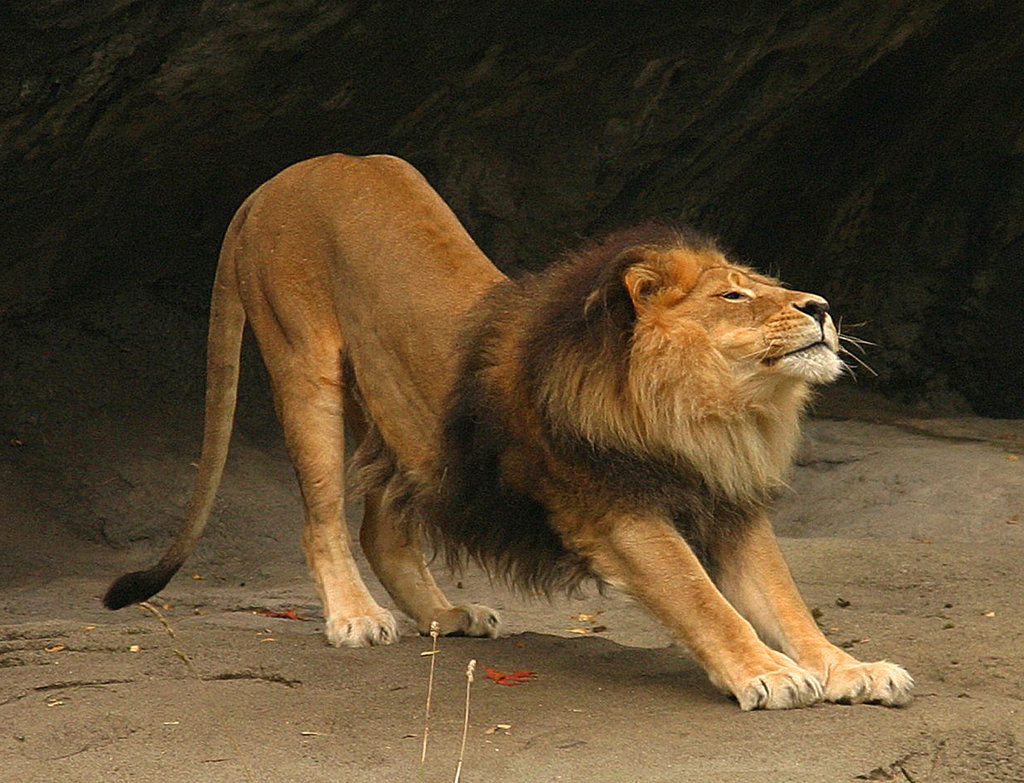 Secrets of Stretching: Stretching - animal instinct