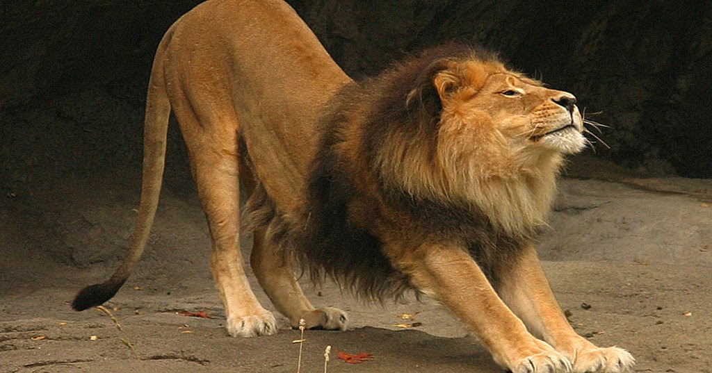 Secrets of Stretching: Stretching - animal instinct