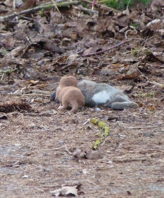 Tophill Low Nature Reserve: Weaseling out winter