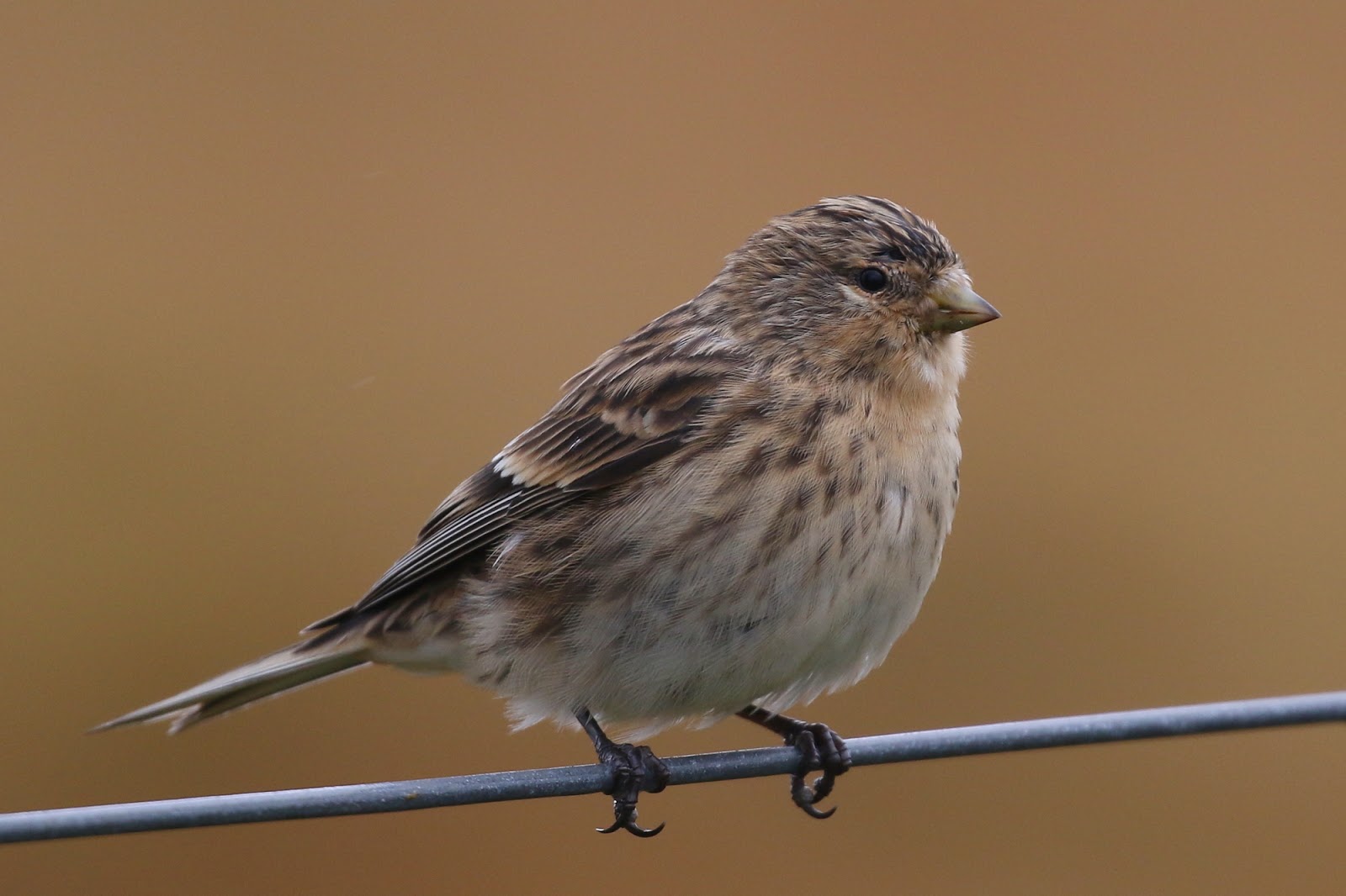 Peter Moore's Wildlife Blog: 2018