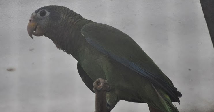 ZOOTOGRAFIANDO (6.100 ANIMALS): AMAZONA DE PICO AMARILLO / YELLOW ...