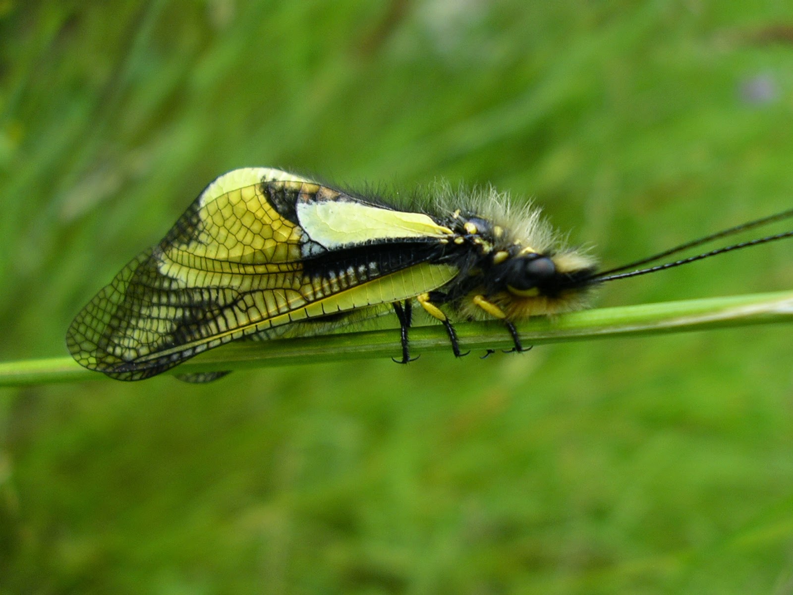 Artpla33: 6°/ INSECTES EXTRAORDINAIRES